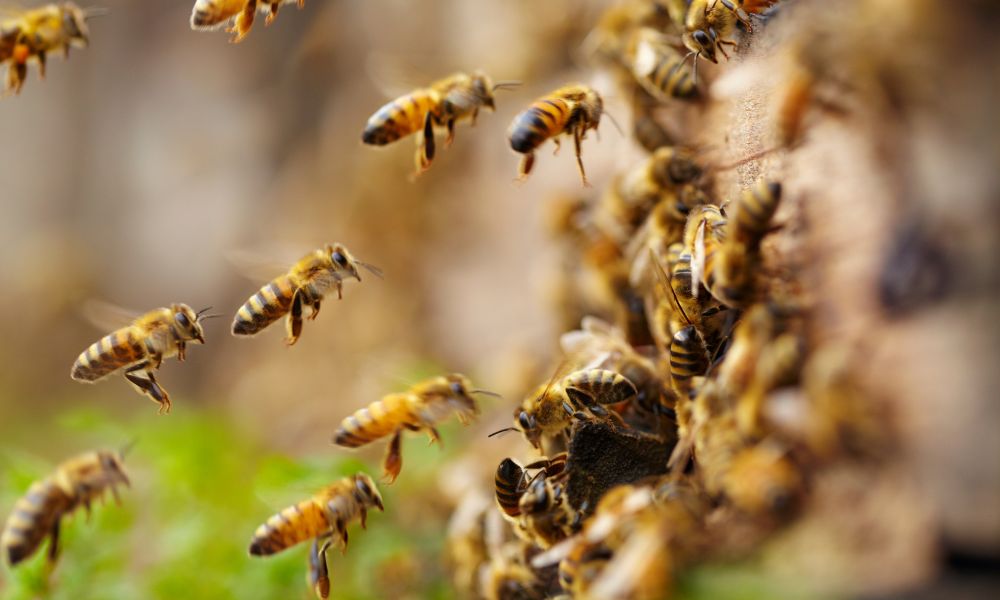 How Do Bees Keep Up With the Global Honey Demand?