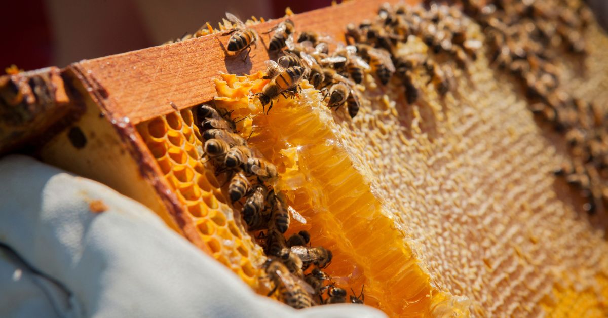 The Ultimate Guide to Different Honey Colors