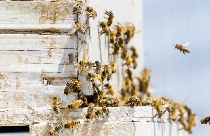 Famous Celebrities Who Enjoy Beekeeping