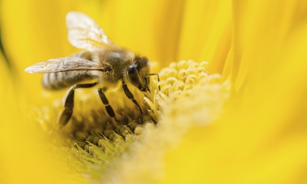 The Differences Between Spring, Summer, and Fall Honey