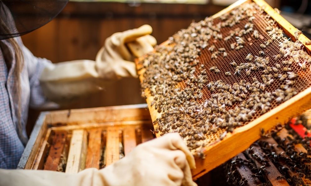 The Origins and History of Beekeeping